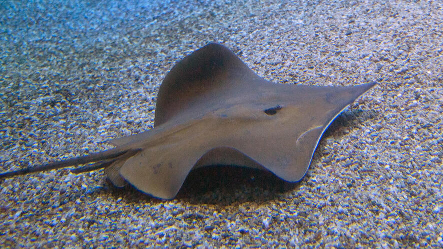 Pacific Sharpnose