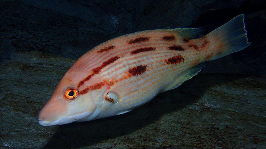 レッドピグフィッシュ | 生きもの図鑑 | 生きものを知る | 海遊館
